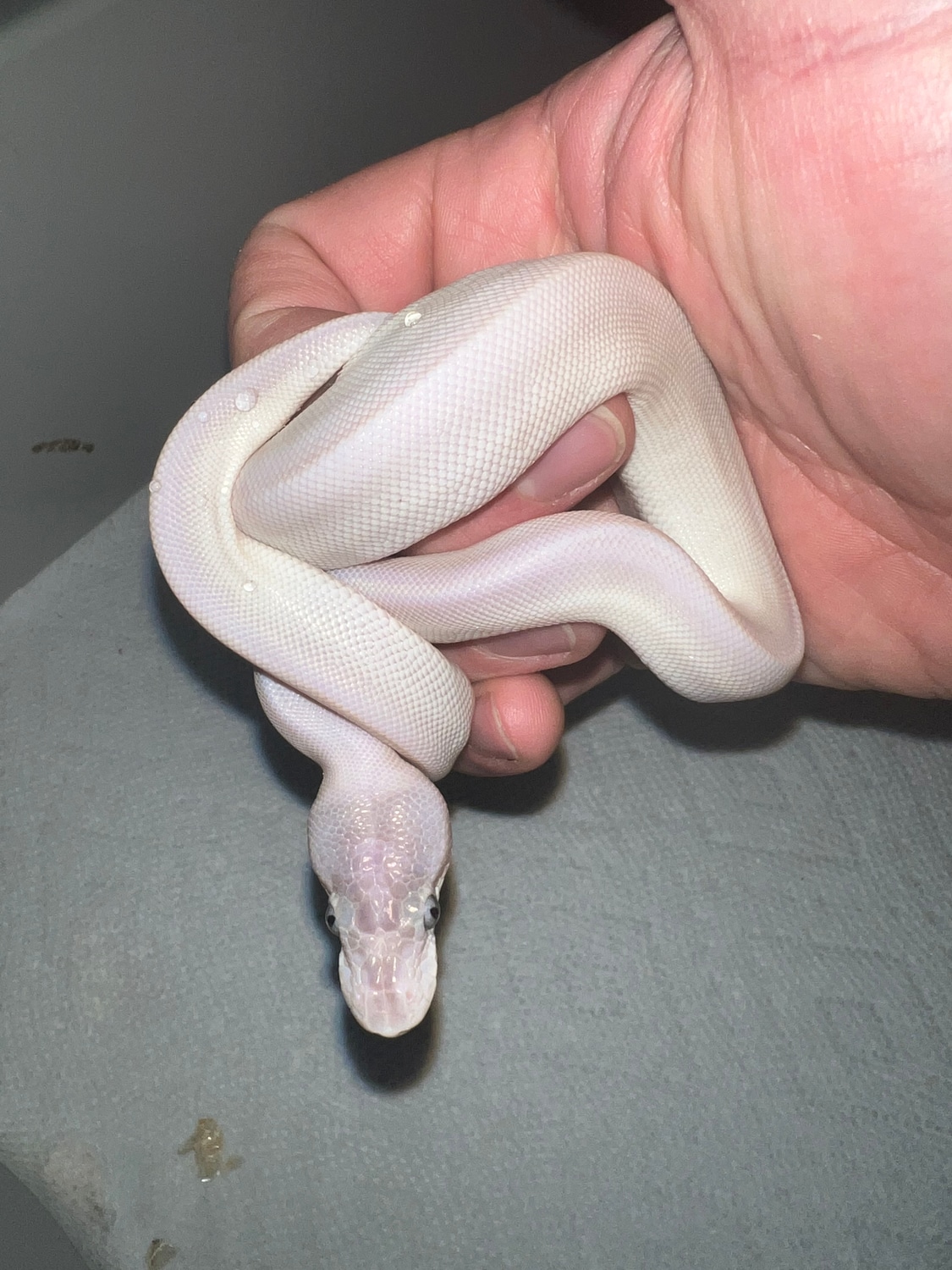 Super Mojave Ball Python by OzMorphs - MorphMarket