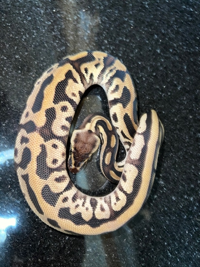 Pastel Leopard Orange Dream Ball Python by OzMorphs LLC