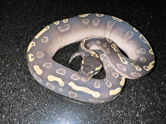 GHI Mojave Ball Python by OzMorphs LLC