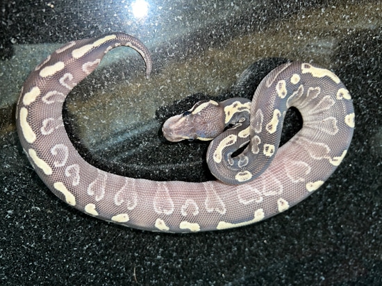 GHI Mojave Ball Python by OzMorphs LLC