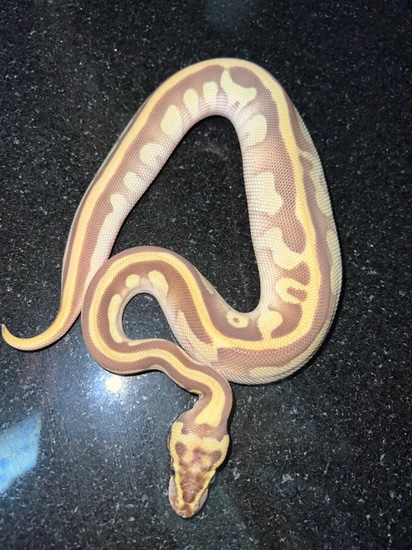 Pastel Enchi Orange Dream Leopard Lesser Ball Python by OzMorphs LLC