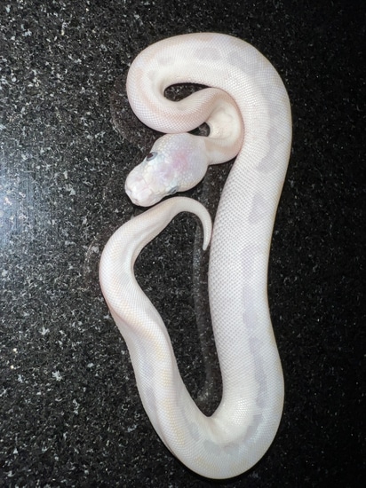 Bamboo Mojave Ball Python by OzMorphs LLC