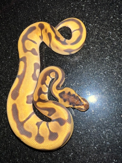Super Enchi Orange Dream Leopard Lesser Ball Python by OzMorphs LLC