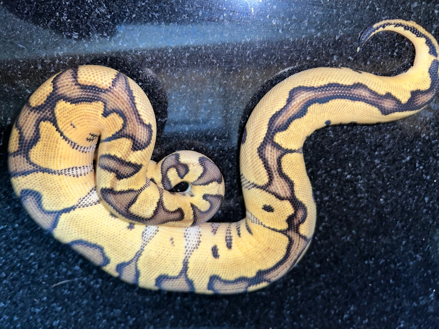 Firefly Clown Ball Python by OzMorphs - MorphMarket