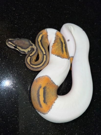 Ghost Pied Ball Python by OzMorphs LLC