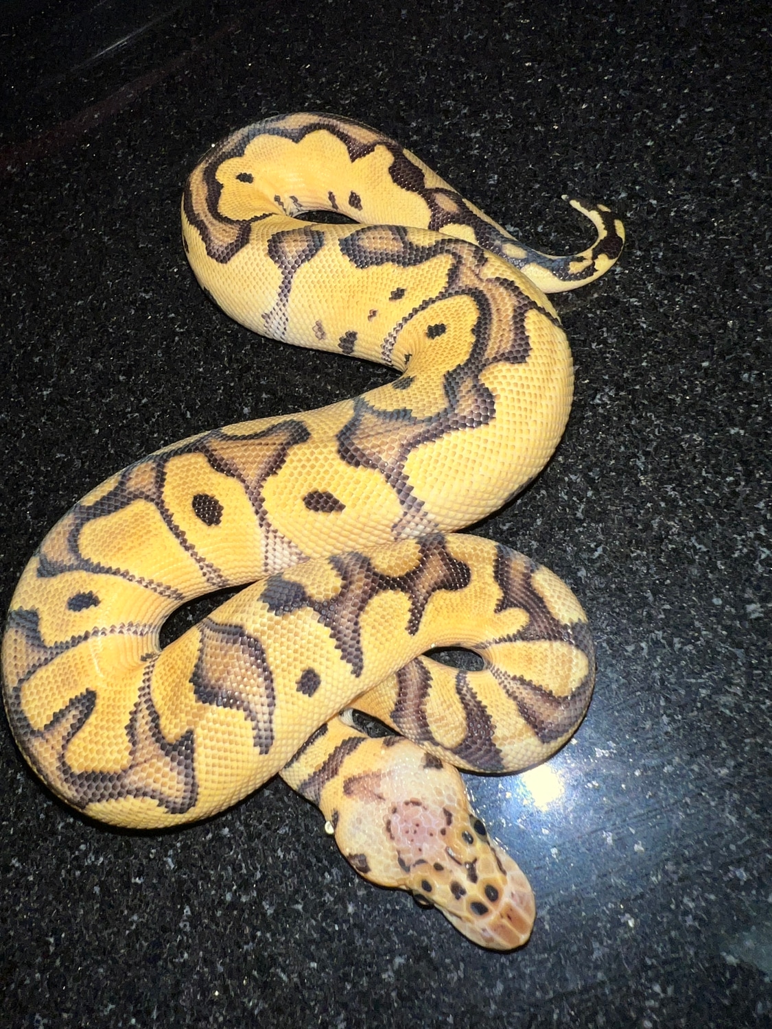 Firefly Clown Ball Python by OzMorphs - MorphMarket