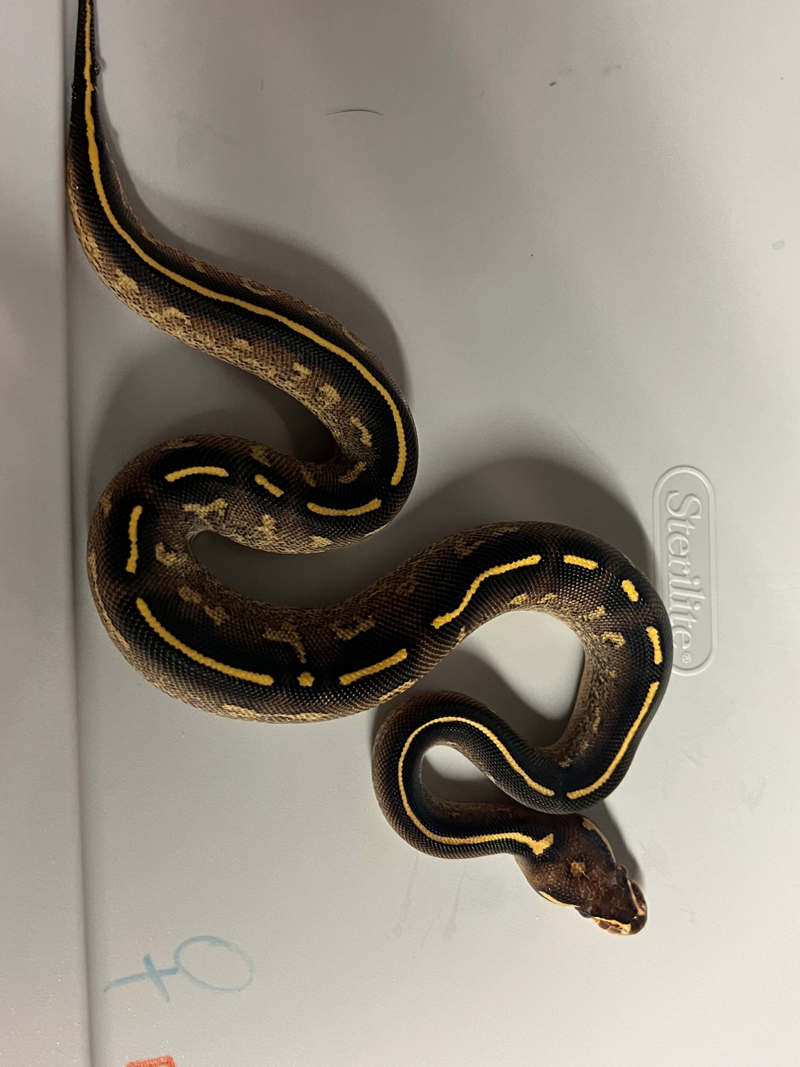 Freeway Ball Python By Ozmorphs Morphmarket