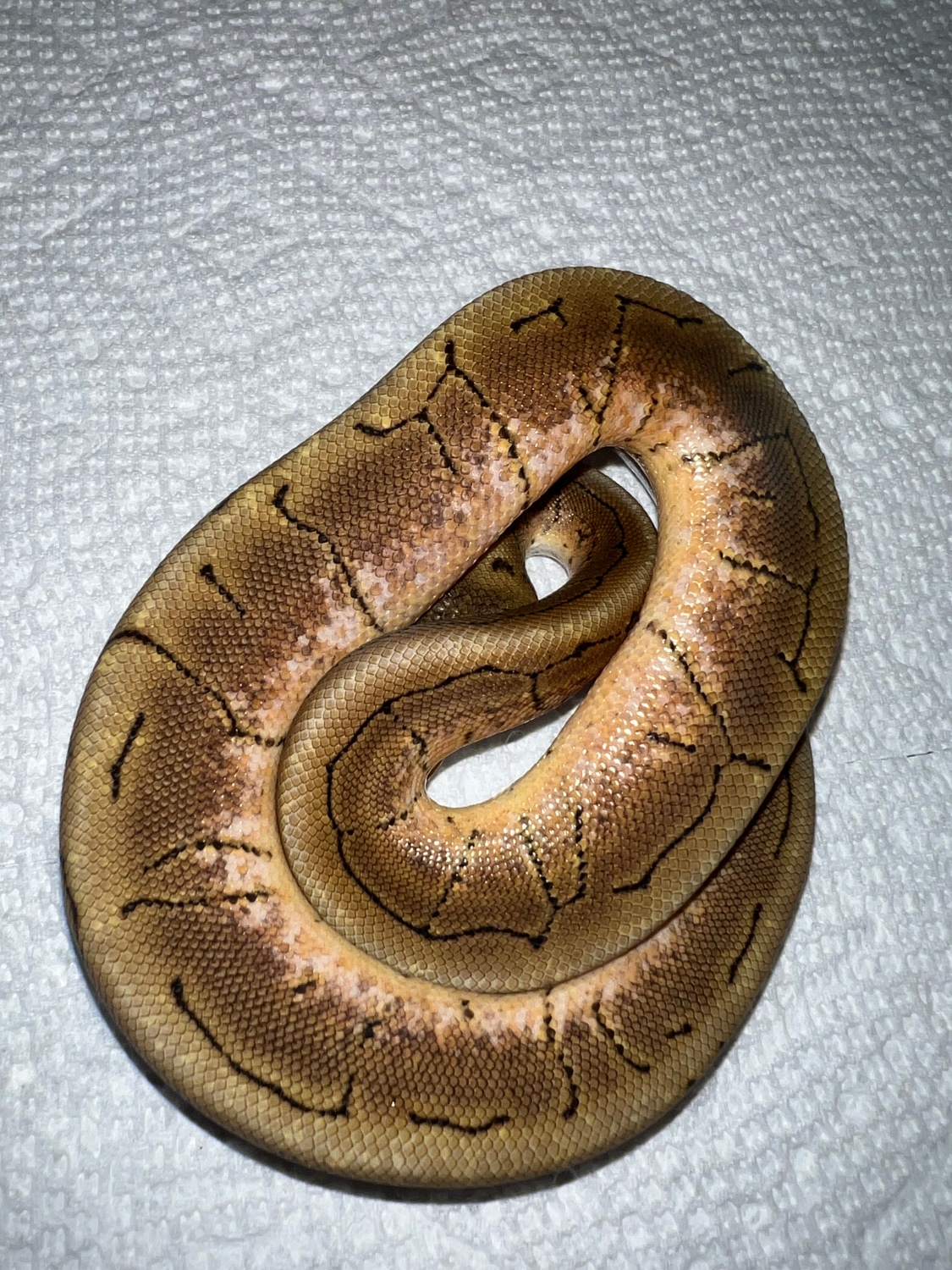 Spider Pinstripe Ball Python by OzMorphs - MorphMarket