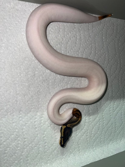 Piebald Ball Python by OzMorphs LLC