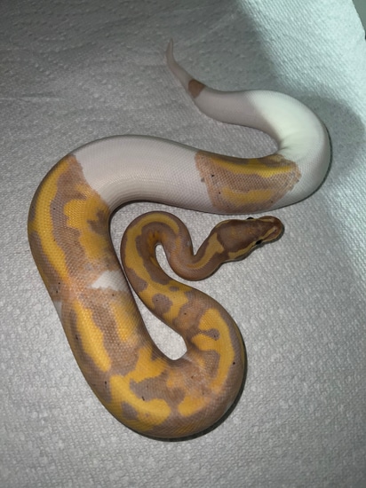 Banana Piebald Ball Python by OzMorphs LLC