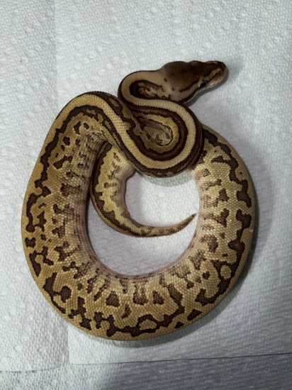 Pinstripe Leopard Lesser Surprise Ball Python by OzMorphs LLC