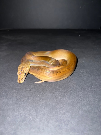 Phantom GoldenChild %50 HA Reticulated Python by OZ’s Exotics