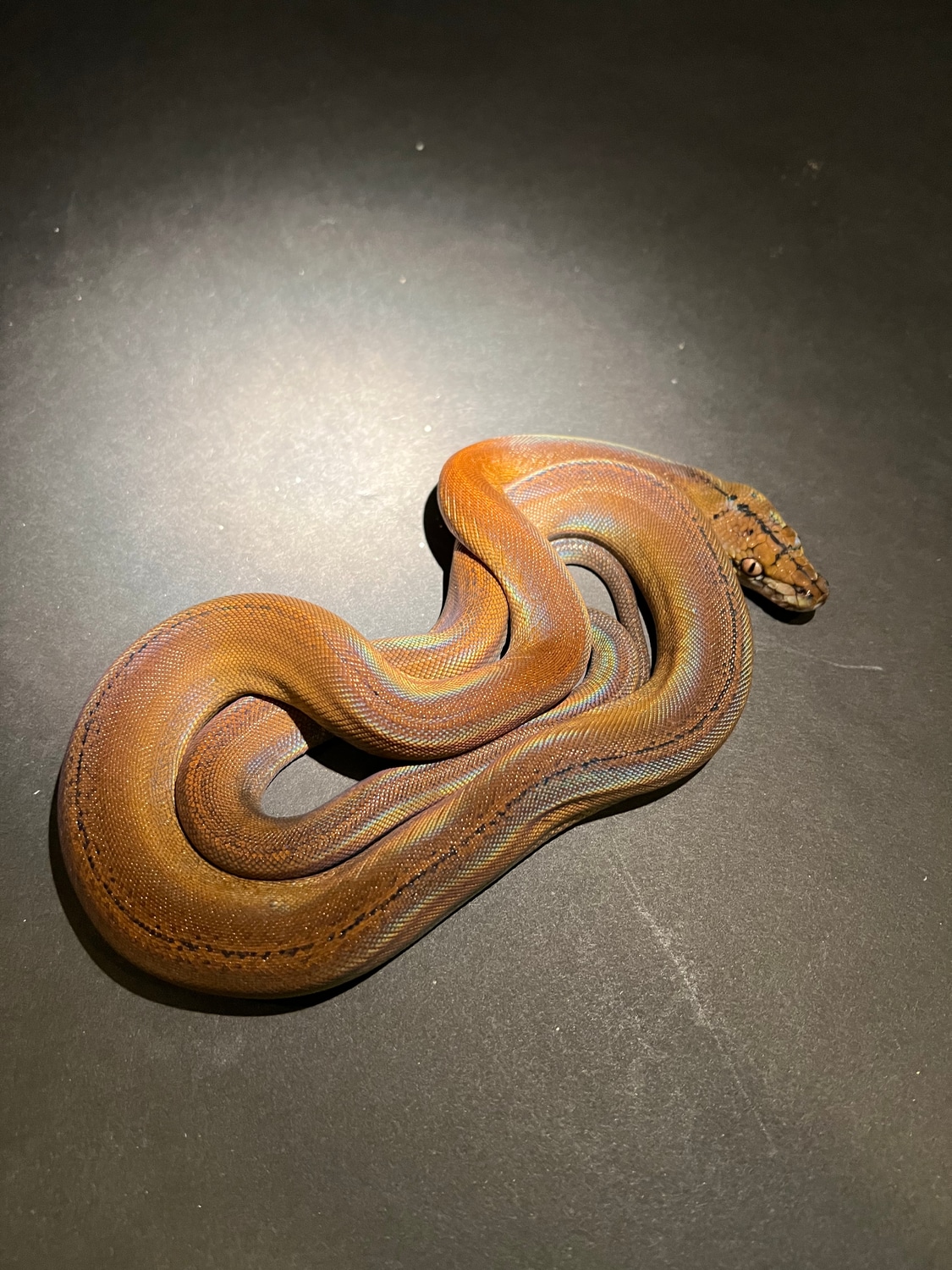 Sunfire Goldenchild Poss HOGS %50HA Reticulated Python by OZ’s Exotics ...