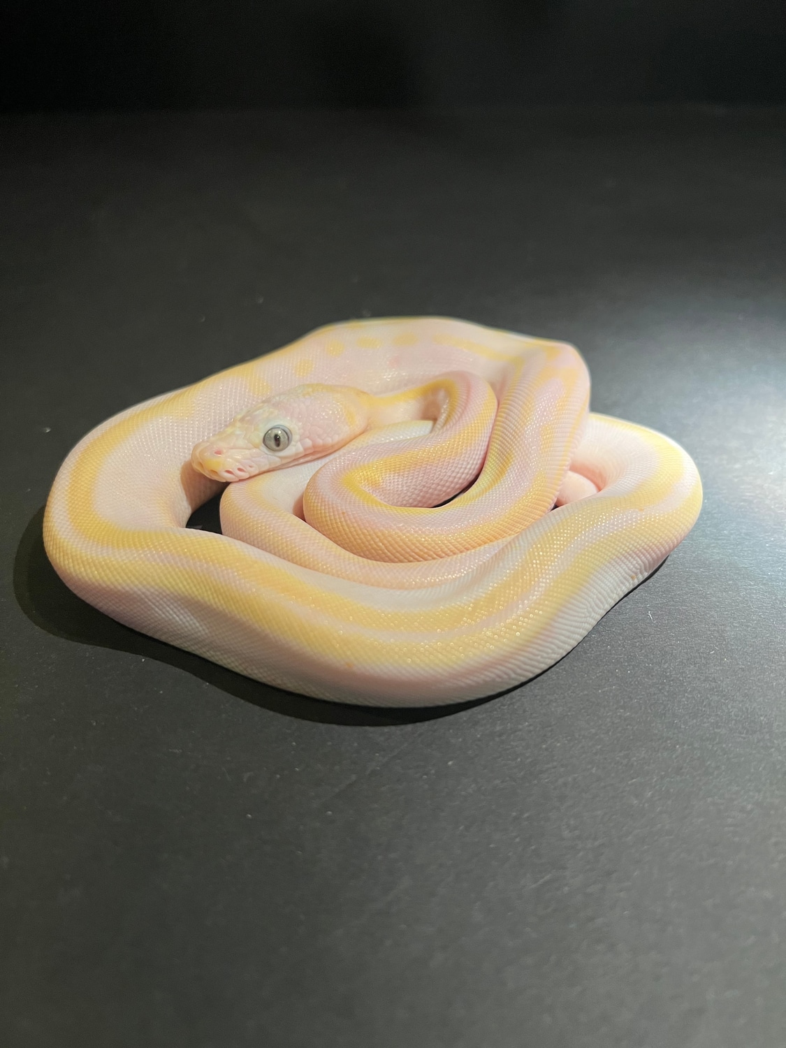 Cow Poss Sunfire %50 HA Reticulated Python by OZ’s Exotics - MorphMarket