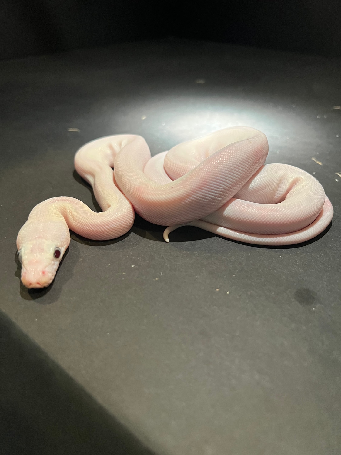 Goldenchild COW Poss Sunfire 50%HA Reticulated Python by OZ’s Exotics ...