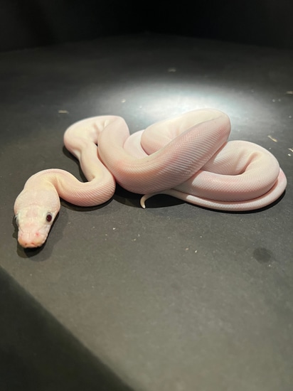 Goldenchild COW Poss Sunfire 50%HA Reticulated Python by OZ’s Exotics