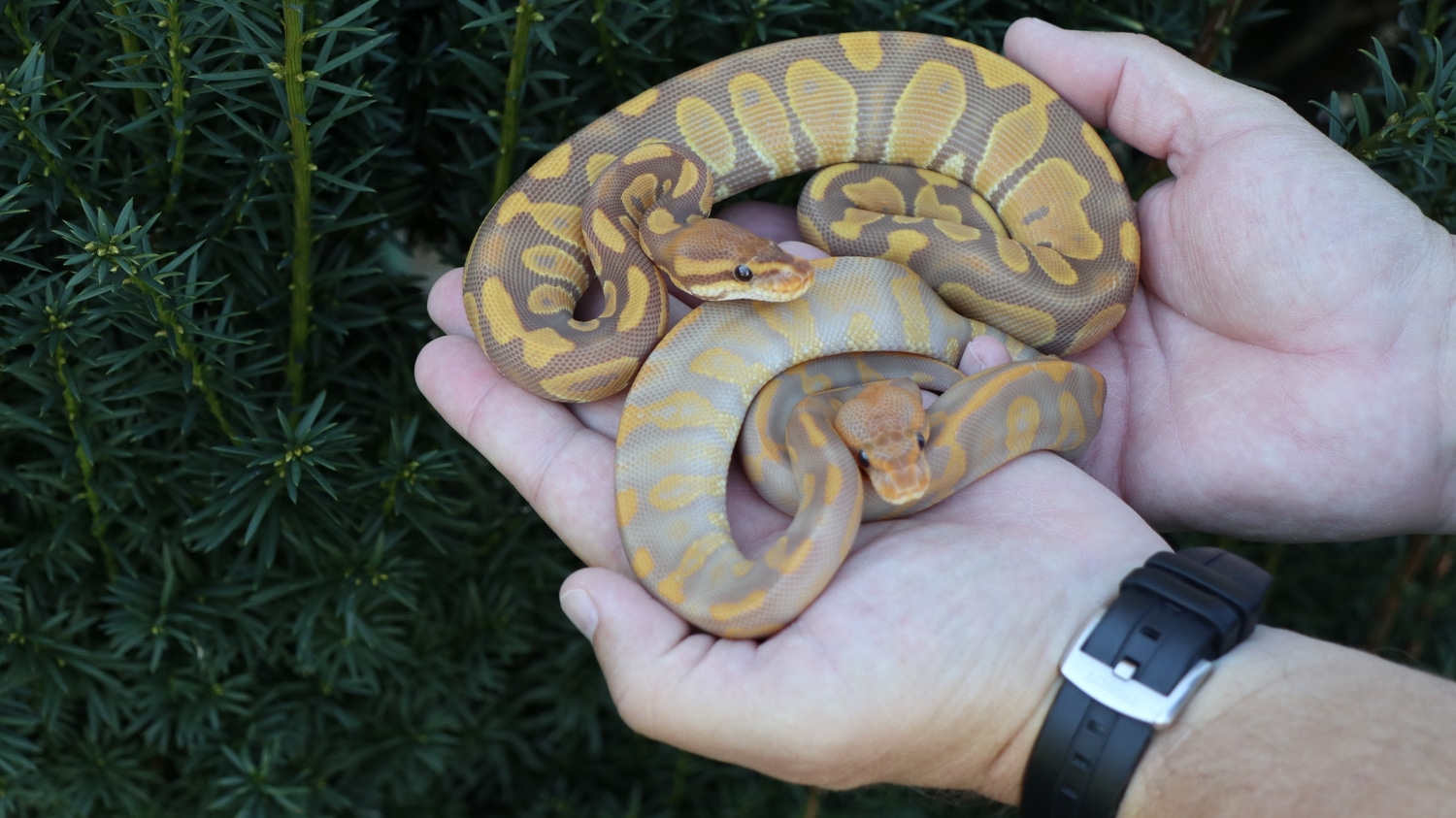 Chocolate Ultramel Ball Python by Ozsvath Reptiles - MorphMarket