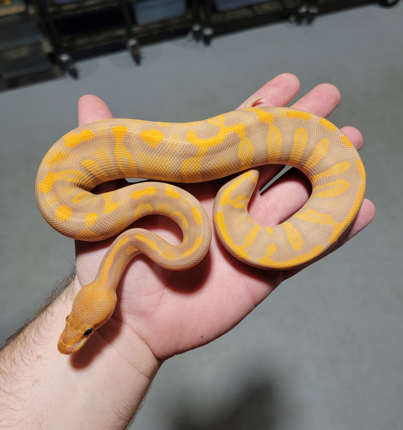 Super Chocolate Ultramel Ball Python by Ozsvath Reptiles - MorphMarket