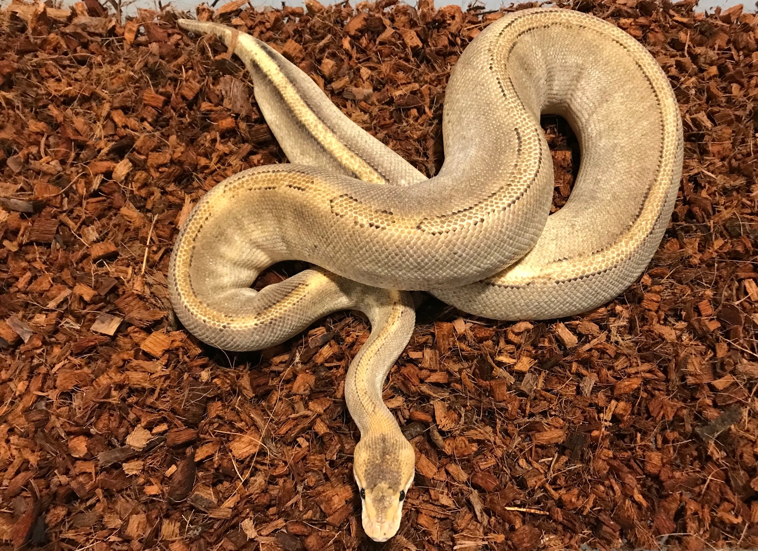 Orange Dream Fire Yellow Belly Champagne Ball Python by Ozsvath ...