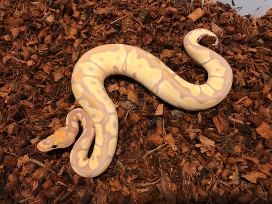 Coral Glow Clown Ball Python by Ozsvath Reptiles