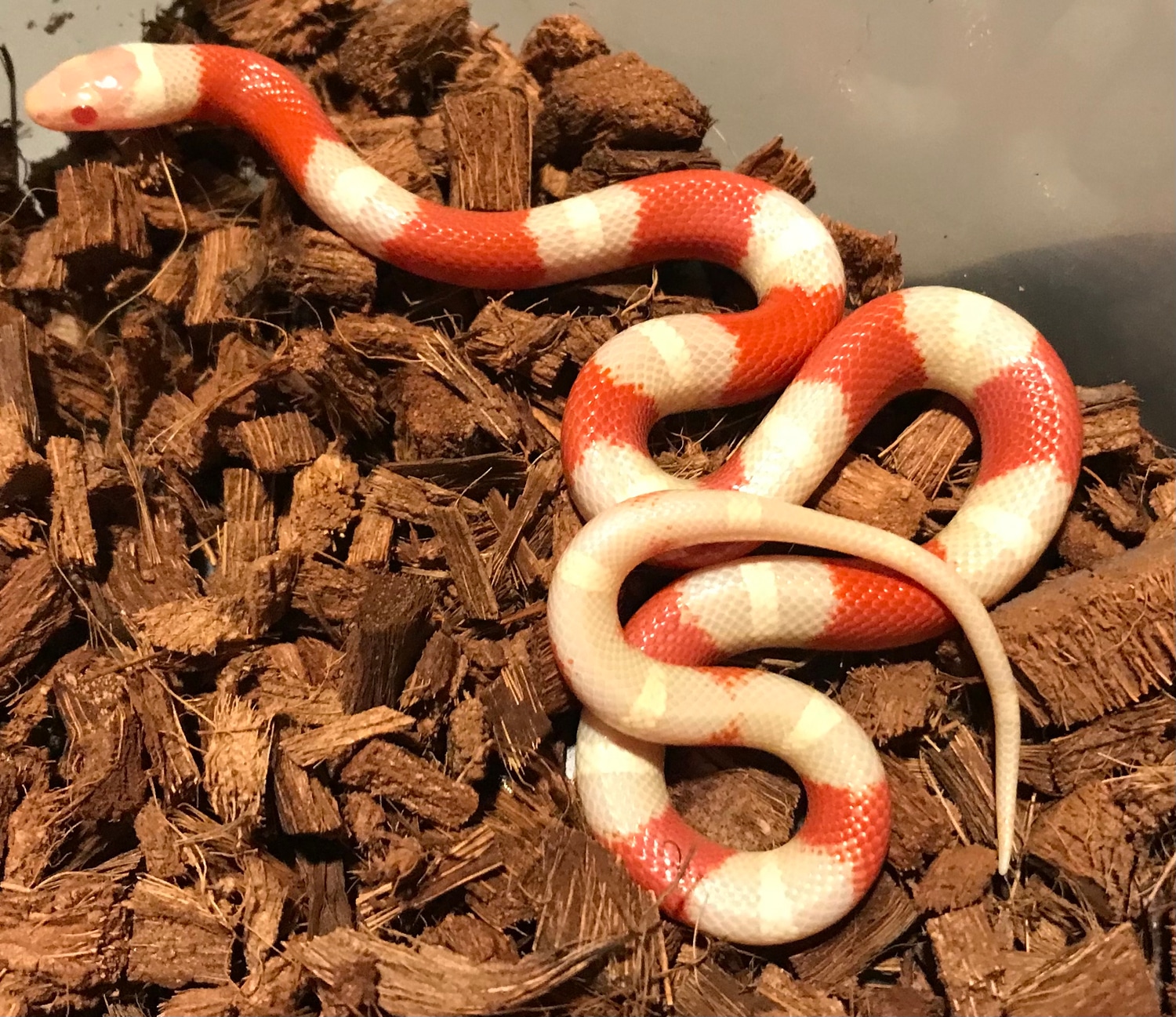 T- Albino 100% Het Splotched/Striped Pos Het Vanishing Pattern Nelson's ...