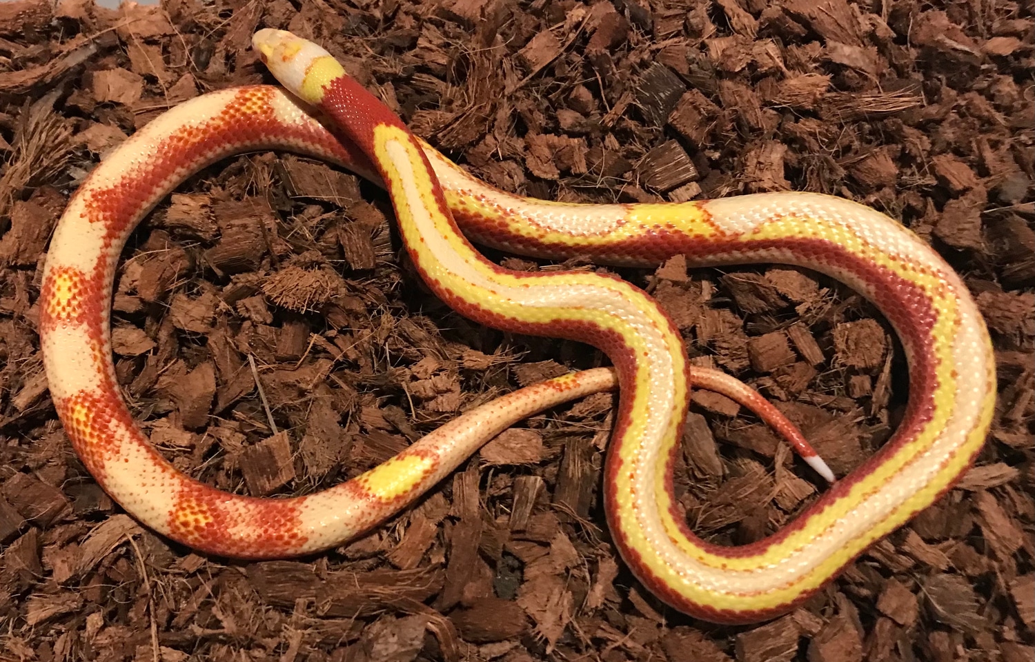T- Albino Splotched/Striped Pos Het Vanishing Pattern Nelson's Milk ...