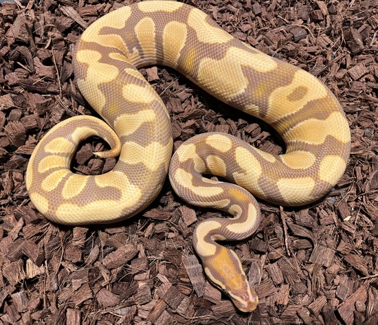 Orange Dream Yellow Belly Ultramel Ball Python by Ozsvath Reptiles