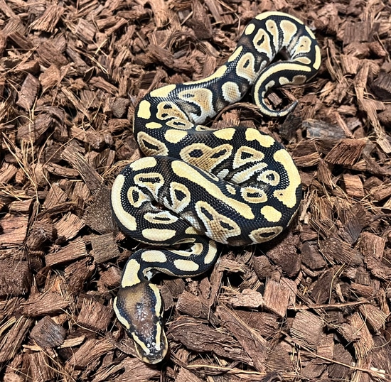 Russo Triple Het Hypo Pied Clown Ball Python by Ozsvath Reptiles