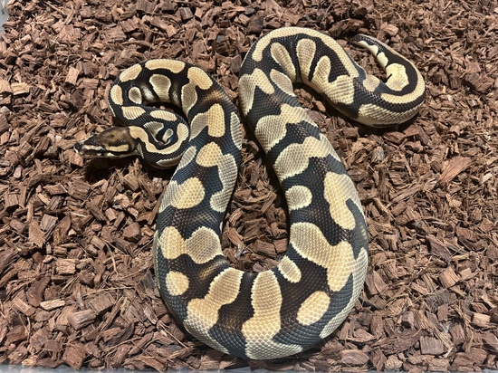 NO RESERVE Orange Dream Yellow Belly Het Piebald Ball Python by Ozsvath ...
