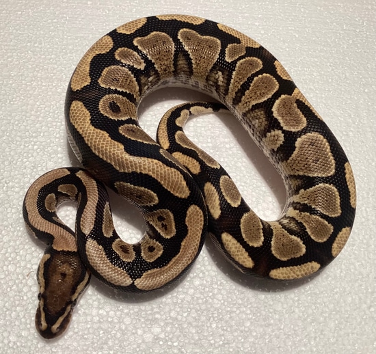 Double Het Hypo Clown Ball Python by Ozsvath Reptiles