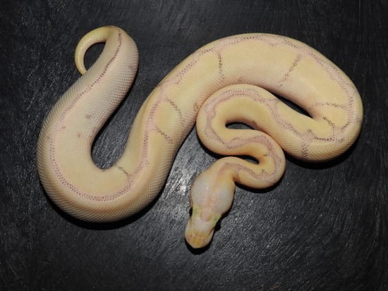 Mojave Killer Bee Clown Pos OD Fire Ball Python by Ozzy Boids LLC