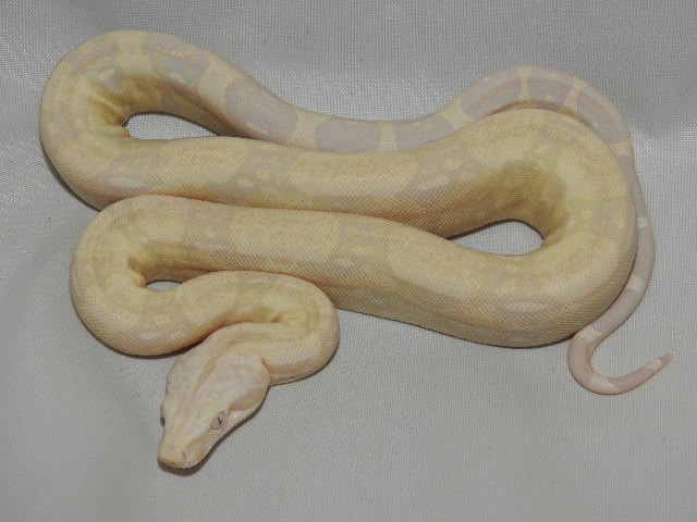 Sharp Snow Boa Constrictor by Ozzy Boids LLC - MorphMarket