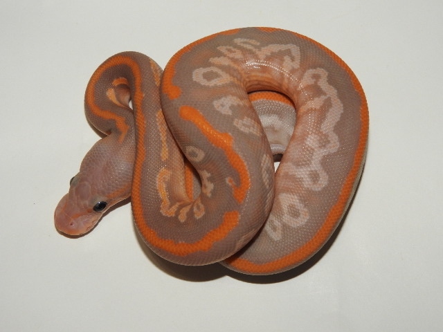 Orange Dream Black Pastel Banana Cypress Ball Python by Ozzy Boids LLC ...