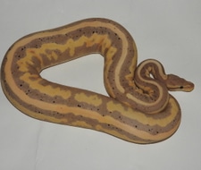 Banana Cinnamon Leopard Ball Python by Ozzy Boids LLC - MorphMarket