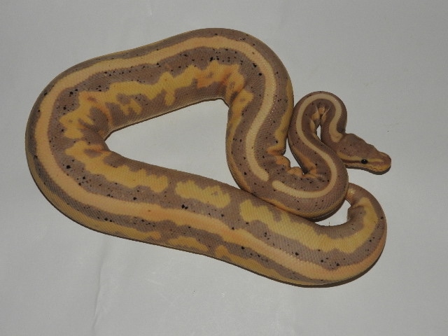 Banana Cinnamon Leopard Ball Python by Ozzy Boids LLC - MorphMarket