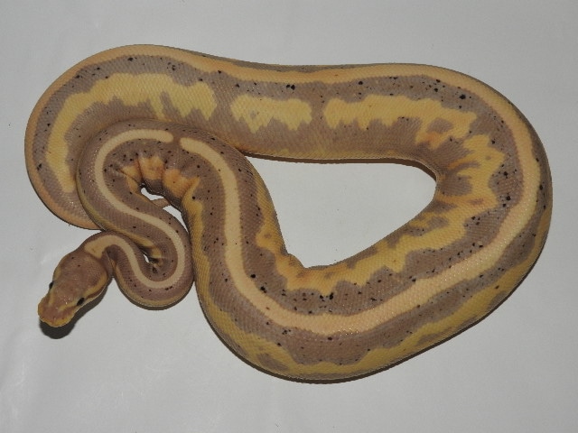 Banana Cinnamon Leopard Ball Python by Ozzy Boids LLC - MorphMarket