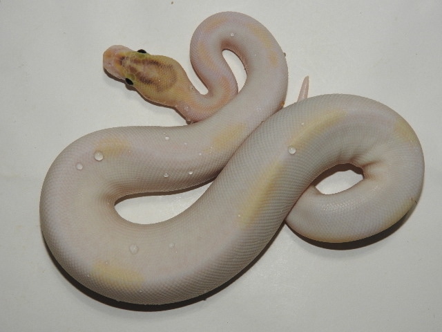 Orange Dream Ivory Pied 50% Het Albino Ball Python by Ozzy Boids LLC ...