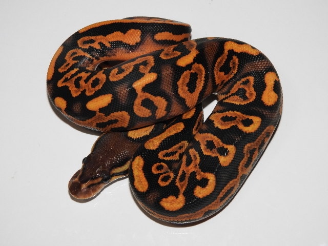 Orange Dream Black Pastel YB Ball Python by Ozzy Boids LLC - MorphMarket