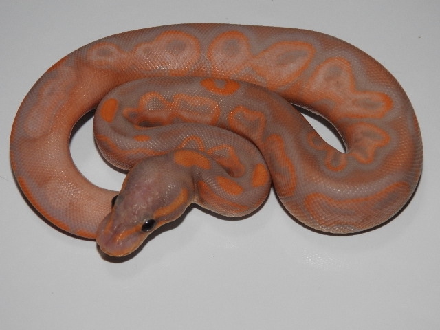 Orange Dream YB Black Pastel Banana Calico Ball Python by Ozzy Boids ...