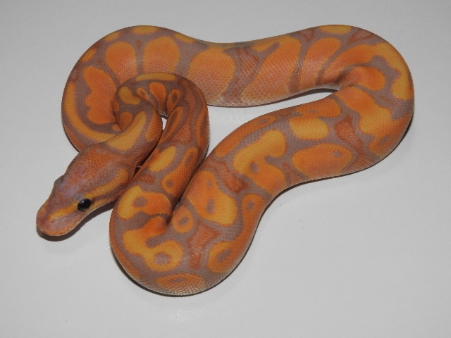 Super Orange Dream Banana Ball Python by Ozzy Boids LLC - MorphMarket