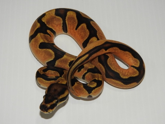 Orange Dream Enchi DH Ultramel Pied Ball Python by Ozzy Boids LLC
