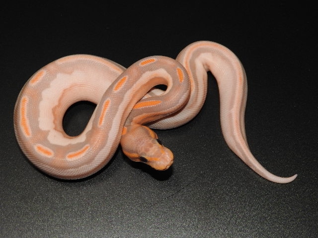 Orange Dream YB Black Pastel Banana Calico Ball Python by Ozzy Boids ...
