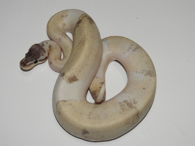 Super Blast VPI Axanthic Pied Ball Python by Ozzy Boids LLC - MorphMarket