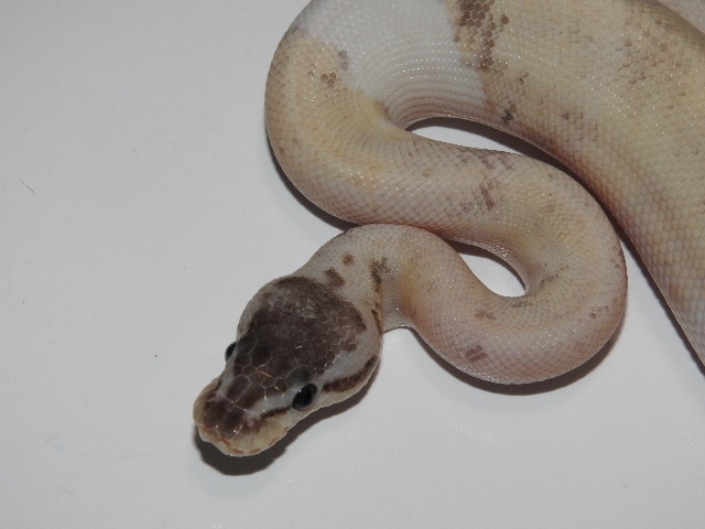 Super Blast VPI Axanthic Pied Ball Python by Ozzy Boids LLC - MorphMarket