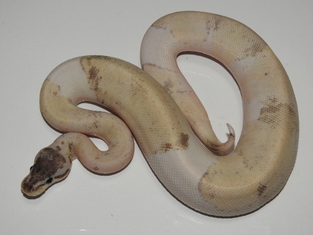 Super Blast VPI Axanthic Pied Ball Python by Ozzy Boids LLC - MorphMarket