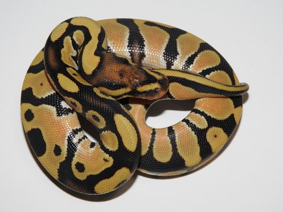Orange Dream Desert Ghost Ball Python by Ozzy Boids LLC