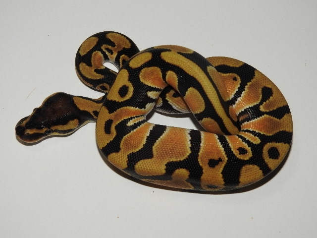 Orange Dream DH Desert Ghost Clown Ball Python by Ozzy Boids LLC ...