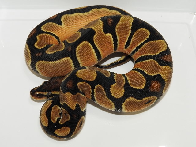 Orange Dream DH Ultramel Pied Ball Python by Ozzy Boids LLC - MorphMarket