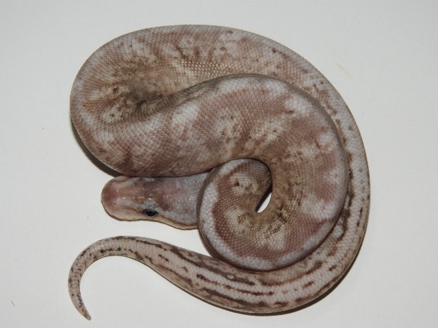 OD Bongo Pewter Ball Python by Ozzy Boids LLC - MorphMarket
