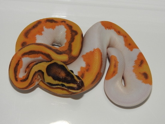 Orange Dream YB Super Enchi Fire Pied Ball Python by Ozzy Boids LLC